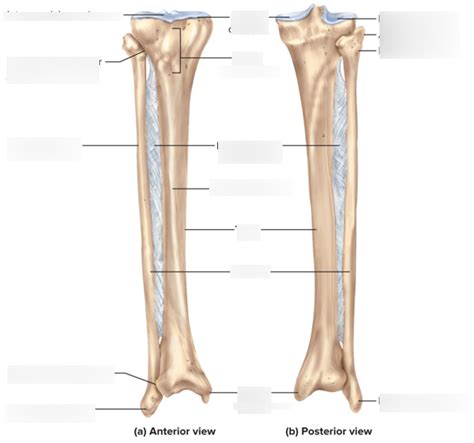 A P Lab Exercise 7 Tibia And Fibula 2 Diagram Quizlet