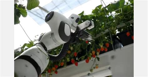Introduction Video See Strawberry Harvesting Robot In Action