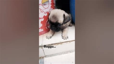 Cute Bugu ️ ️ Youtube
