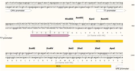 Pcdna30 Ha N质粒图谱、载体图谱、序列、价格、抗性、测序引物、大小等信息生物风载体