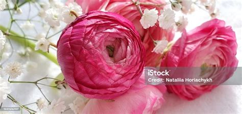 흰색 바탕에 아름 다운 분홍색 꽃입니다 핑크 모란 핑크 장미 0명에 대한 스톡 사진 및 기타 이미지 0명 꽃 나무 꽃 식물 Istock