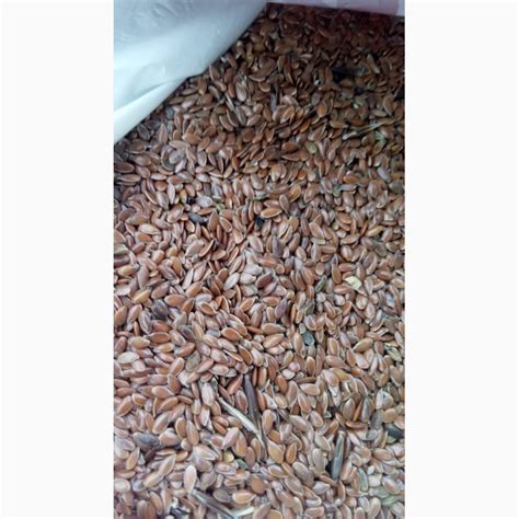 Продаем лен — Agro-Kazakhstan