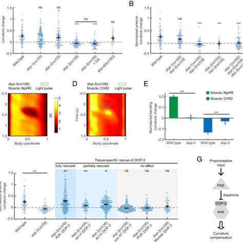 C Elegans Bidirectionally Modulates Anterior Bending Amplitude In Download Scientific Diagram