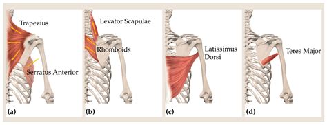 Skin Strain Analysis Of The Scapular Region And Wearables Design