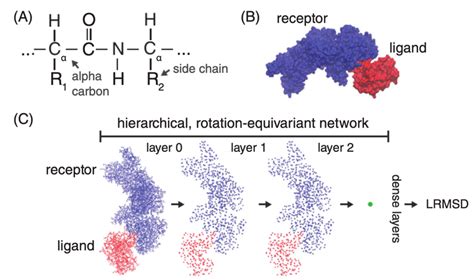 Hierarchical Rotation‐equivariant Neural Networks To Select Structural