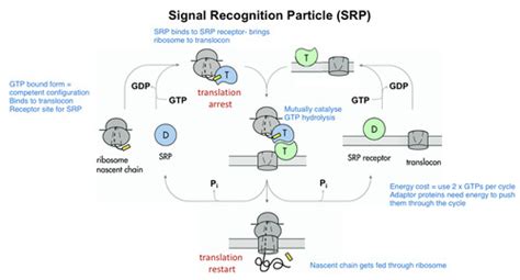 3 Protein Transport At The Er Flashcards Quizlet