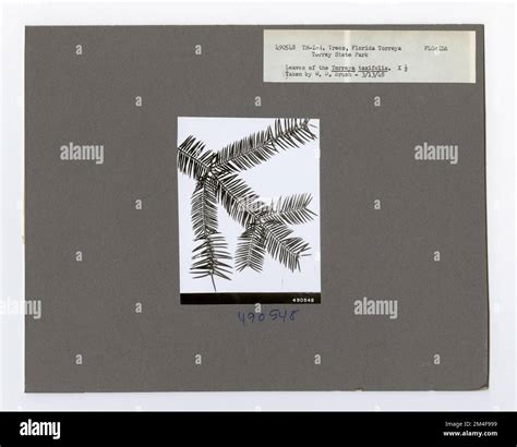 Tree Identification Torreya Photographs Relating To National Forests Resource Management