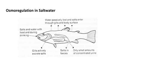 Aquaculture Basics Module 3 Osmoregulation And Excretion Pdf