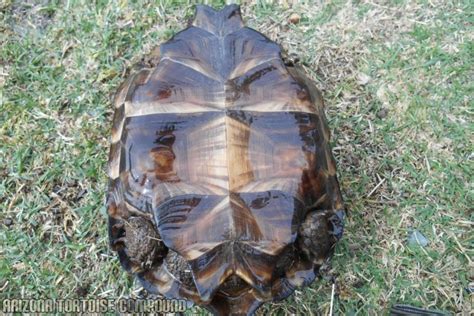 Gopherus Berlandieri Natural History Care And Photo Gallery