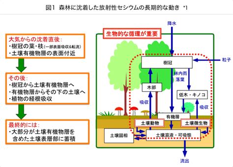森林の汚染 日本の放射能汚染の現状 みんなのデータサイト
