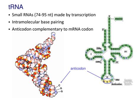 Ppt Rna Processing In Eukaryotes Powerpoint Presentation Free