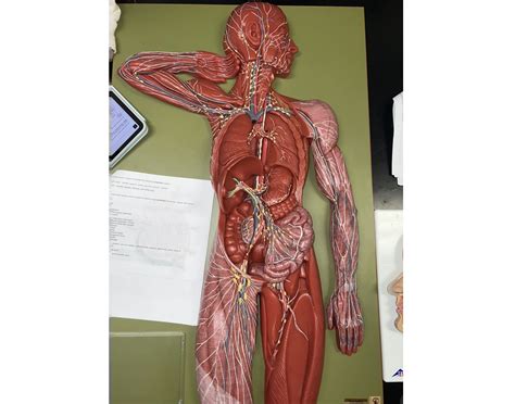 Lymph Node Clusters And Ducts Quiz