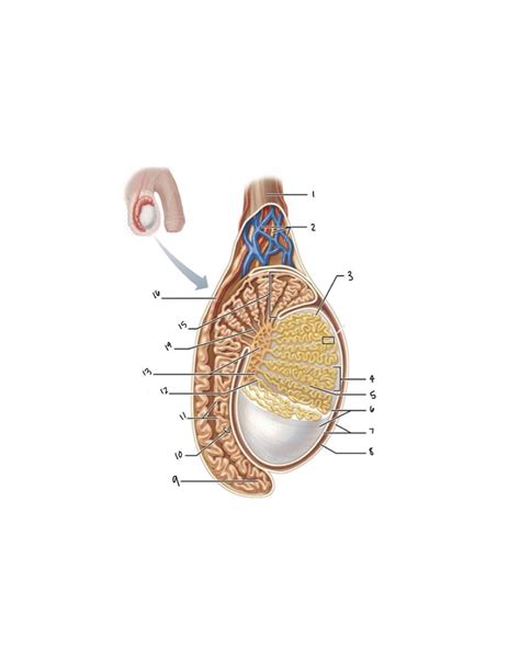 Epididymis Anatomy Diagram Quizlet