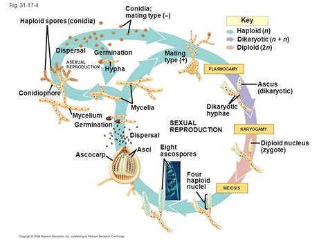 Ascomycota Life Cycle Diagram Quizlet
