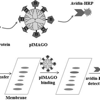 Pimago Based Detection Of Phosphoproteins A A Dot Blotting
