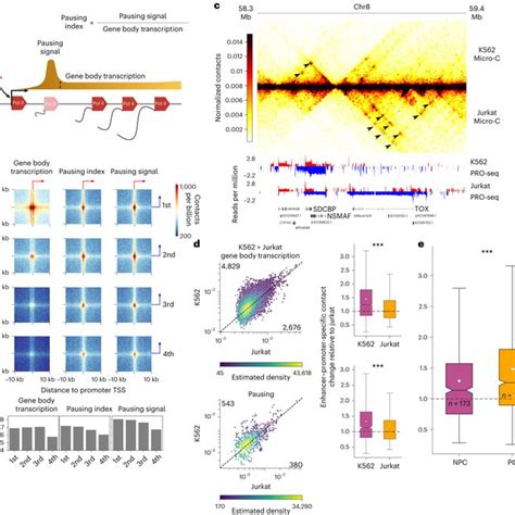 Updated Model Integrating Rna Pol Ii Dynamics Into Enhancerpromoter