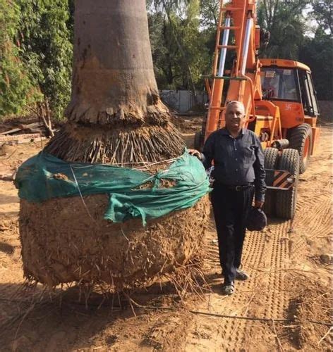 Tree Transplanting Services In Gurugram ID Tree Transplanting Services In Gurugram ID