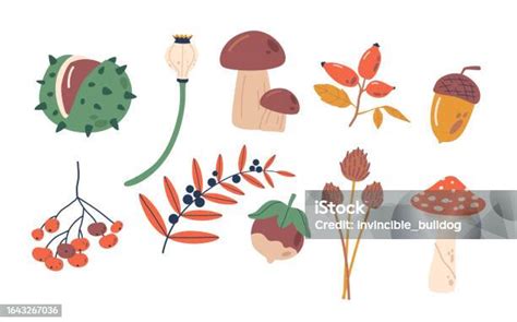 나뭇잎 열매 밤나무 도토리 버섯 헤이즐넛의 가을 컬렉션 빨간색 주황색의 풍부한 색조의 단풍 헤이즐넛에 대한 스톡 벡터 아트 및 기타 이미지 Istock