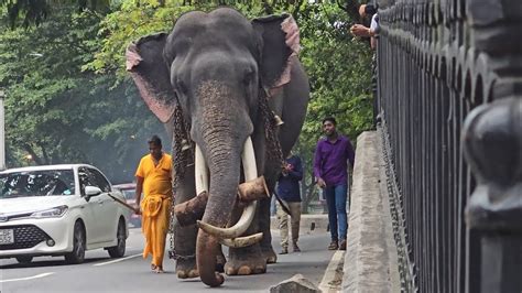 මහනුවර වැව රවුමේ පියනගන බුරුම රාජා හස්තියා හෙවත් කළු ඇතා Youtube
