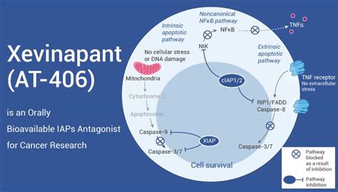 Xevinapant Is An Orally Bioavailable Iaps Antagonist For Cancer