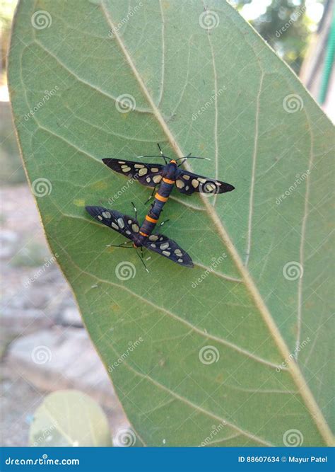 INSECTS Stock Photo Image Of Amazing Captured Insectsit 88607634