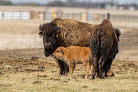 Bison Wanuskewinwanuskewin
