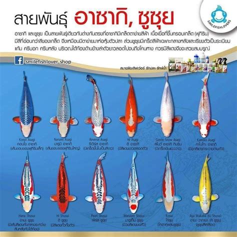 ลักษณะปลาคาร์ฟแต่ละสายพันธุ์ 🎏 สำหรับคนที่ต้องการศึกษาคะ 👍ขอบคุณเครดิตคณะผู้จัดทำ🙏 แชร์