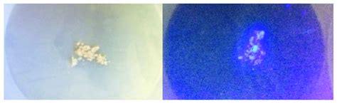 Luminescence Of 7 Fumaric Acid4 As Revealed In Photographs Of