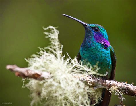 Feather Tailed Stories Hummingbird Babies