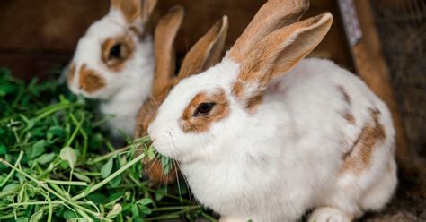 Rabbit Breeding Cycle Explained Timelines And Best Practices