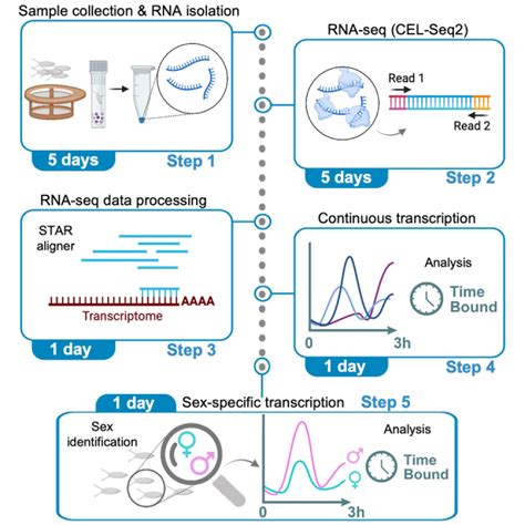 Single Embryo Rna Sequencing For Continuous And Sex Specific Gene Expression Analysis On