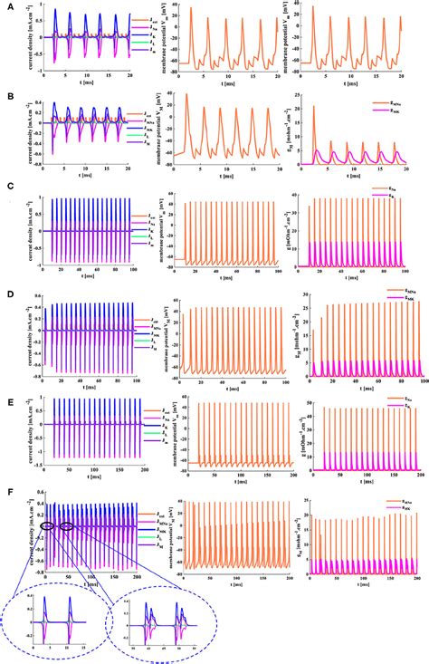 Frontiers Memristive Hodgkin Huxley Spiking Neuron Model For Reproducing Neuron Behaviors