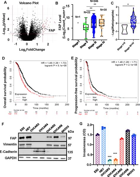 Higher Fap Expression Is Associated With Advanced Ovarian Cancer A Download Scientific Diagram