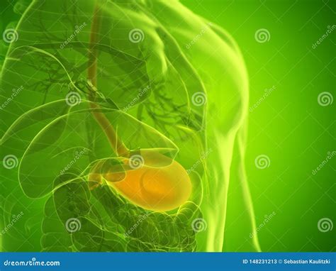 Sirve el est mago stock de ilustración Ilustración de digestivo 148231213