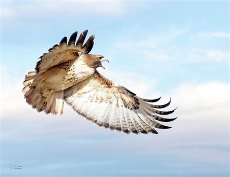 Flying Red Tailed Hawk Photograph By Judi Dressler