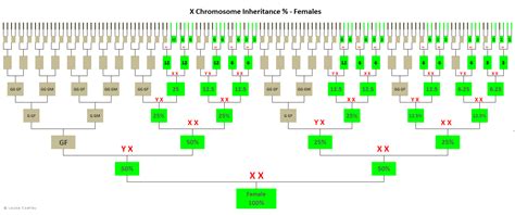 X Dnas Helpful Inheritance Patterns Genie1 Genetic Genealogy