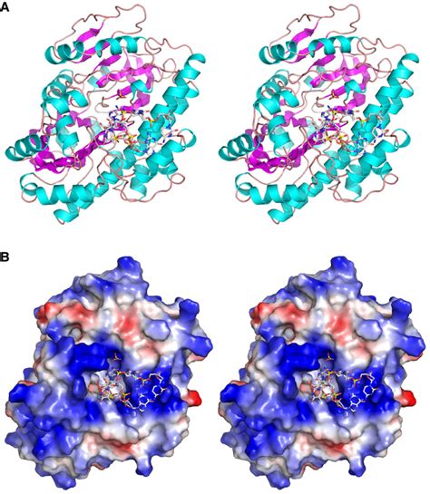 Structure Of Rtcb In Complex With 5 ′ Oh Oligonucleotide A Stereo Structure Of Rtcb In Complex With 5 ′ Oh Oligonucleotide A Stereo