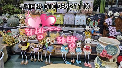 1월23일 목요일 오후 7시 루비다육 010 5895 1110 도향분공방분예쁜다육 예쁜화분 Youtube