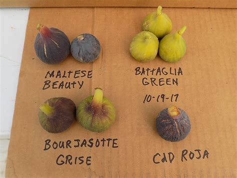 Some Pretty Pictures Of 16 Fig Varieties Ripe Now Page 2 Pictures
