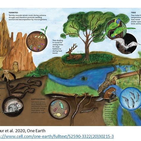 Examples Of Microhabitats Created By Ecosystem Engineers In Rescuing Download Scientific