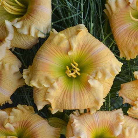 Hemerocallis Orange Smoothie Ppaf Daylily New Garden Plants