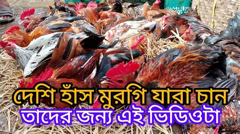 যারা দেশী হাঁস মুরগি চান কি দামে বেচাকিনা হইতেছে নাফিজ এগ্রো দেশি মুরগি ৫২০ কিনতে সান