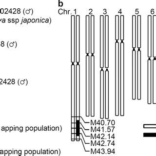 Construction Of A Near Isogenic Line Nil For Mapping S A Download Scientific Diagram