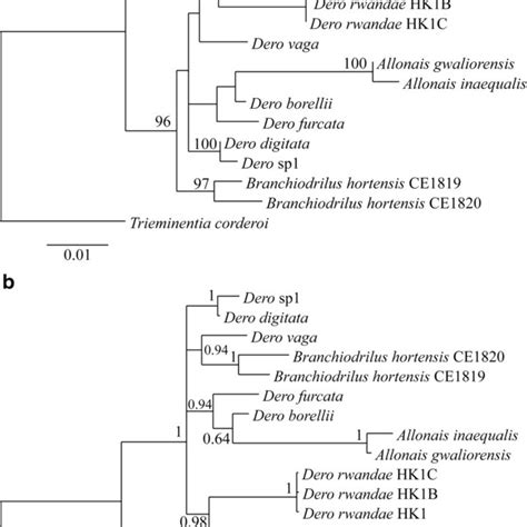 Maximum Likelihood Analysis A And Bayesian Tree B Of Concatenated