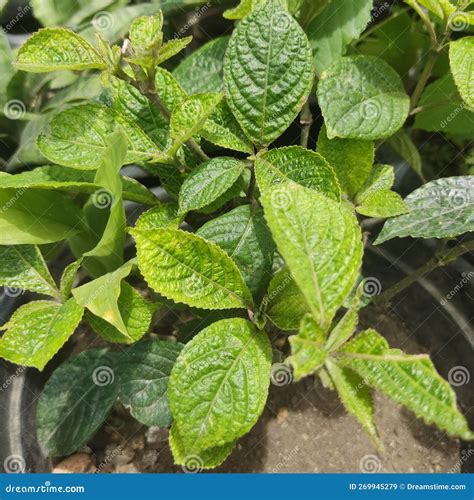Green Leaf Kecibeling Strobilanthes Crispus Plant Stock Image Image