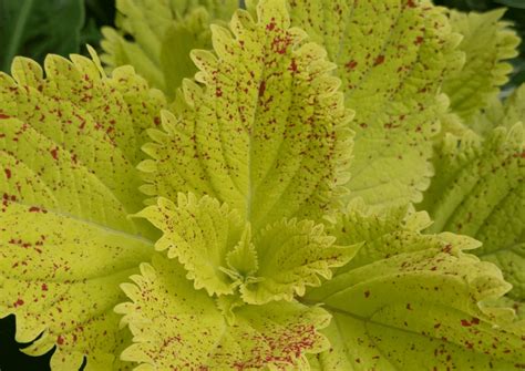 PlanetalsadКолеус (Coleus Pele): фотогалерея сорта - Planetalsad