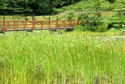 ガマの穂東三河ふるさと公園豊川市 東三河を歩こう