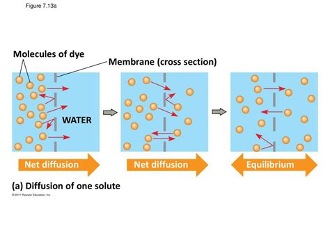 Synthesis And Sidedness Of Membranes Ppt Download