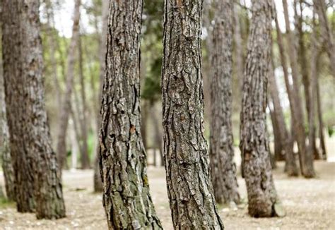 Tree Trunks Stock Photos Images And Backgrounds For Free Download