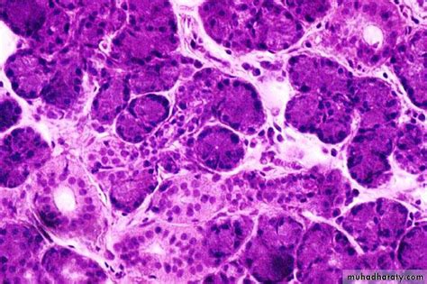 Granular Epithelial Tissue Pptx Dr Suhaila Muhadharaty